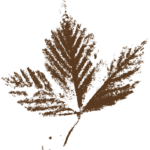 Cathiard Vineyard - Our wines of Napa Valley