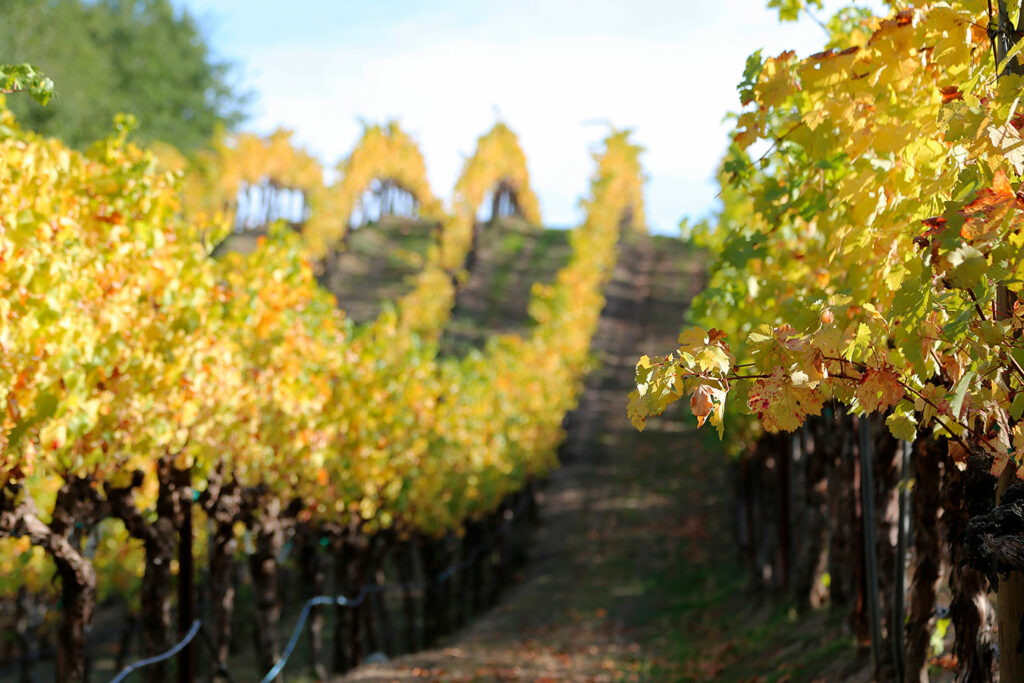 Cathiard Vineyard - Join us