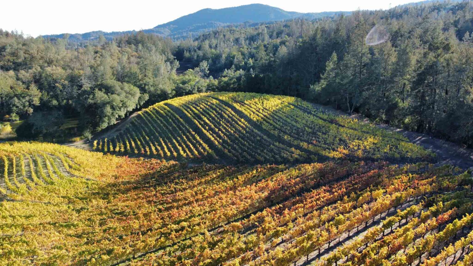 Cathiard Vineyard - Visit